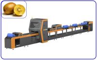 China 3 Channel 380V Fruit Sorting Machine Intelligent Kiwi Sorter 360° Rotation Scanning for sale