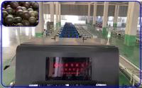 China Passion Fruit Sorting Machine Stainless Steel 3 Channel Equipment Customized for sale