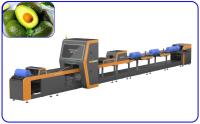 China Computer Control Avocado Sorting Machine 1 Channel Intelligent Avocado Sorter for sale