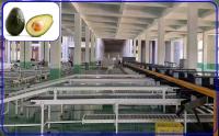 China Electric Fruit Sorting Machine 2 Channel Intelligent Avocado Grading Line for sale