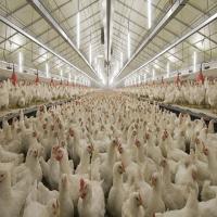 China Q235 Q235B Q345 S355 Steel Structure Poultry House with 8-30m Span and Insulated Panels for Livestock Farming for sale