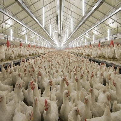 China Q235 Q235B Q345 S355 Steel Structure Poultry House with 8-30m Span and Insulated Panels for Livestock Farming for sale