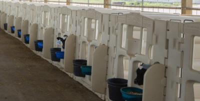 China High Quality Calf Pen Made of White LLDPE The Ideal Choice for Safe and Comfortable Calf Rearing for sale