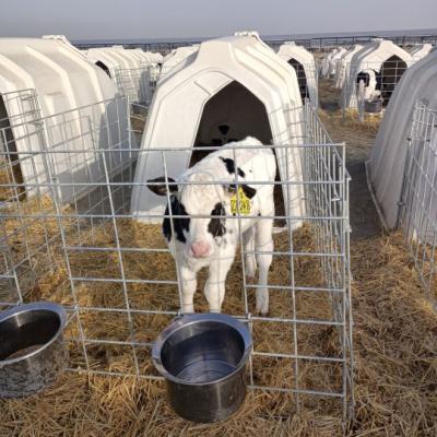 China White Polyethylene Dairy Calf Hutches with UV-Stabilized and Adjustable Ventilation for Optimal Livestock Housing for sale