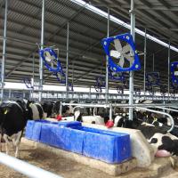 China Affordable Cow Waterer for Heavy-Duty Watering Length 400cm/13.1ft. Width 67cm/2.2ft for sale