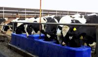 China 4m LLDPE Water Tank 300L With Cover And Ball Float System For Clean Dairy Drinking Water for sale