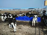 China 4m LLDPE Water Tank 300L With Cover And Ball Float System For Clean Dairy Drinking Water for sale
