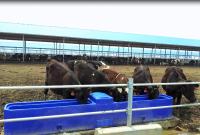 China Freeze Proof plastic L13ft 300L Livestock Water Tank for sale