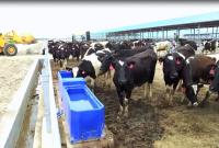 China Freeze Proof plastic L13ft 300L Livestock Water Tank for sale