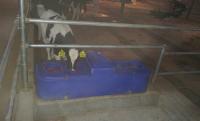 China Plastic Thermo Four Hole Drinking Trough 1.5m For Sheep for sale