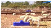 China Plastic Thermo Four Hole Drinking Trough 1.5m For Sheep for sale