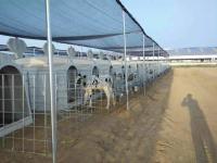 China NTG002 Calf Hutch 220cm LLDPE Rotomoulded Pen With Galvanized Fence And Bucket Holders for sale