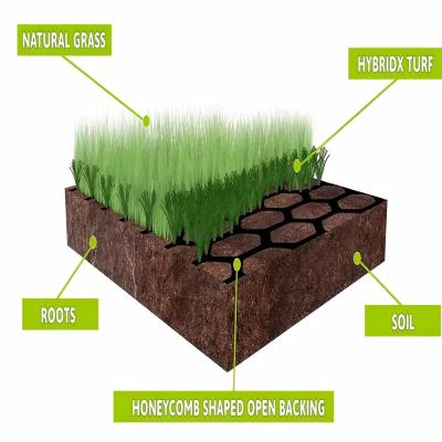 China LDK Hybrid Turf Perfect Combination of Natural and Synthetic Grass for Turf Needs for sale
