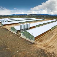 China Prefabricated Light Steel Structure Livestock Barn for Poultry Cow Pig Sheep Goat Horse Farm 50m for sale