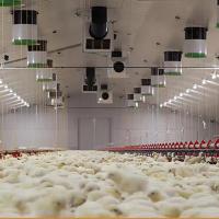 China Prefabricated Light Steel Structure Livestock Barn for Poultry Cow Pig Sheep Goat Horse Farm 50m for sale