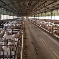 China Easy Install Prefabricated Cattle Diary Farming Barn Cow Hangar Shed Steel Structures for sale