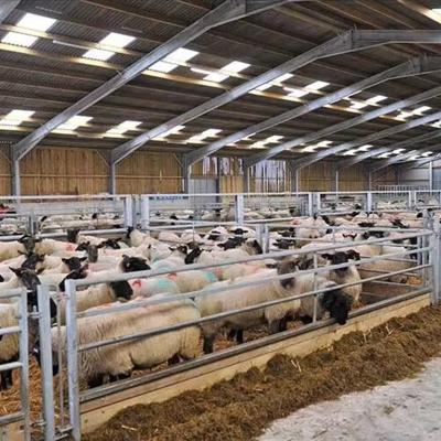 China Easy Install Prefabricated Cattle Diary Farming Barn Cow Hangar Shed Steel Structures for sale