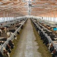 China Easy Install Prefabricated Cattle Diary Farming Barn Cow Hangar Shed Steel Structures for sale