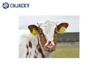 China TPU Material Custom Rfid Cattle Tags Smart Technology Management Label for sale