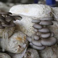China 1phase Mushroom Substrate Bagging Machine 1.5KW for sale