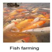 China Small Floating Sinking Fish Feed Machine Extruder 5mm 7mm Antiwear for sale