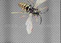 China 18x16 5154 Aluminium Wire Mesh Screen 8.5ft Width Anti mosquito for sale
