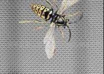 China 18x16 5154 Aluminium Wire Mesh Screen 8.5ft Width Anti mosquito for sale