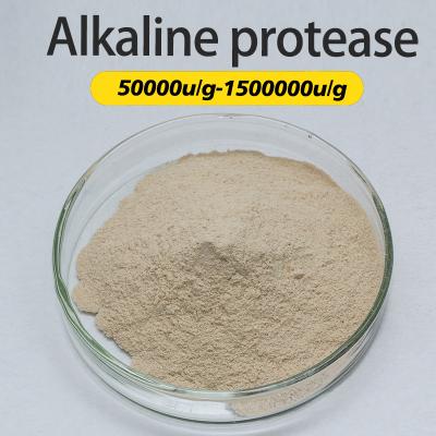 China 2.4L Protease Enzyme In Food Industry Providing Enzyme Preparation Sample for sale