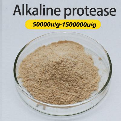 China Proteolytic Foods Alkaline Protease 300000u/G For Protein Feed And Medicine for sale