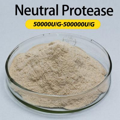 China Customized Protease In Baking 50000U/G-500000U/G Flour Gluten Reduction for sale