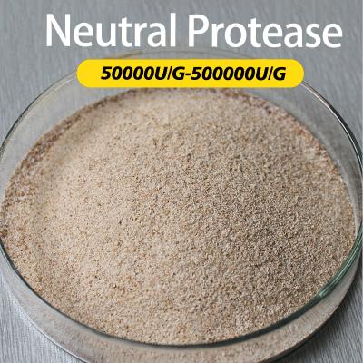 China Subtilisins Proteolytic Enzymes 50000U/G-500000U/G For Protein Peptide for sale