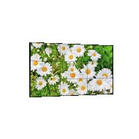 China 55 Inch 3x3 Ultra-Narrow Bezel LCD Video Wall with SDK OEM for Shopping Malls Retail Stores Airports Subways Education for sale