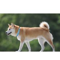 China Personalized Dog Collars Adjustable Sublimation Dog Collar Blanks for sale