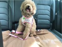 China Durable Pet Cat Vehicle Leash Adjustable Car Safety Sublimation Dog Seat Belt for sale