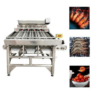 China Factory Direct Shell-on Shrimp Size Grading Machine White Shrimp Giant Prawn Crayfish Sorting Equipment for Seafood Processing for sale