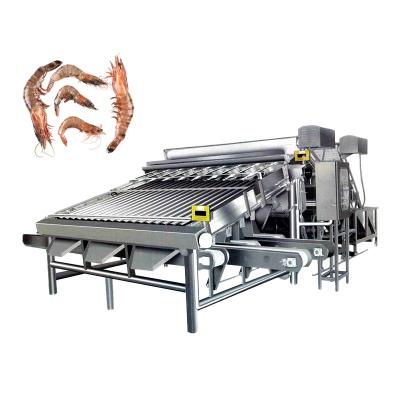 China Industrial Shrimp Sorting Equipment Stainless Steel Roller Grading Machine for Cooked and Raw Shell-on Prawn Processing for sale