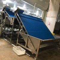 China Industrial Shrimp Sorting Equipment Stainless Steel Roller Grading Machine for Cooked and Raw Shell-on Prawn Processing for sale
