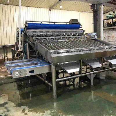 China Stable Operation Seafood Sorting Equipment Giant Prawn Crayfish White Shrimp Size Grader With Multiple Grades for sale