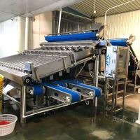 China Multi-Grade Automatic Prawn Size Sorting Machine Crayfish White Shrimp Giant Prawn Grader for Seafood Factory for sale