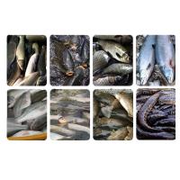 China High Capacity Fish Gutting Machine for Carp Grass Carp Silver Carp Tilapia Trout Processing for sale