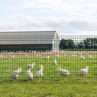 China 2.0mm-4.00mm Galvanized Welded Wire Mesh Fencing Iron Wire Mesh Fence antirust for sale