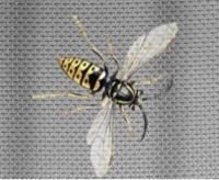 China 10mesh Woven Security Screen Mesh for sale