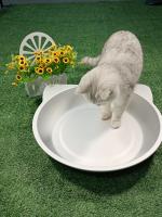 China Manufacturers directly supply aluminum cat dog bed summer cooling bed nest pet cooling bed for sale