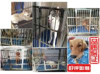China high quality large foldable stainless steel dog cage for sale