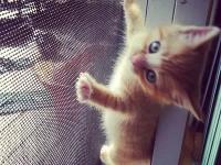 China Lightweight Grey Pet Mesh Screen Polyester Mesh Screen Roll UV Resistant Up To 5 Years for sale