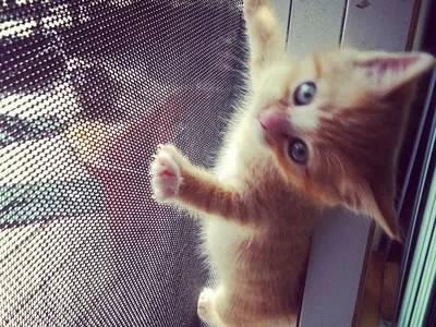 China Lightweight Grey Pet Mesh Screen Polyester Mesh Screen Roll UV Resistant Up To 5 Years for sale