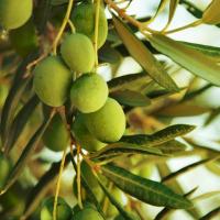 China Nourishing Organic Argan Oil Fruit Raw Material Cosmetic Grade for sale