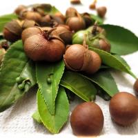 China ODM Organic Carrier Oils Camellia Seed Oil For Moisturizer for sale
