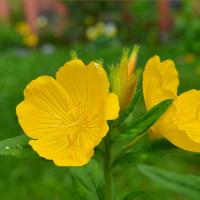 China 1kg Organic Carrier Oils Evening Primrose Oil For Massage Cosmetics for sale