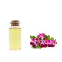 China Cas 8000 46 2 Aromatherapy Essential Oils Pure Organic Rose Geranium Essential Oil for sale